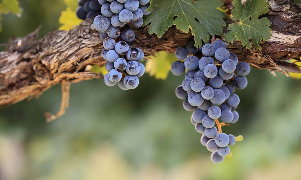 Yesus adalah ‘Pokok’ - Kita Ranting - Komsoskam